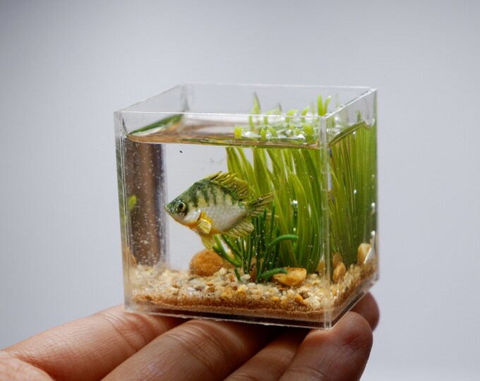 Miniature Replica Bluegill in the Tank - Etsy