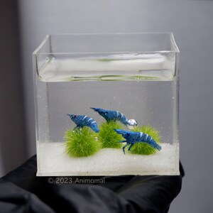 Miniature Clay Blue Bee Shrimp in the Tank - Etsy