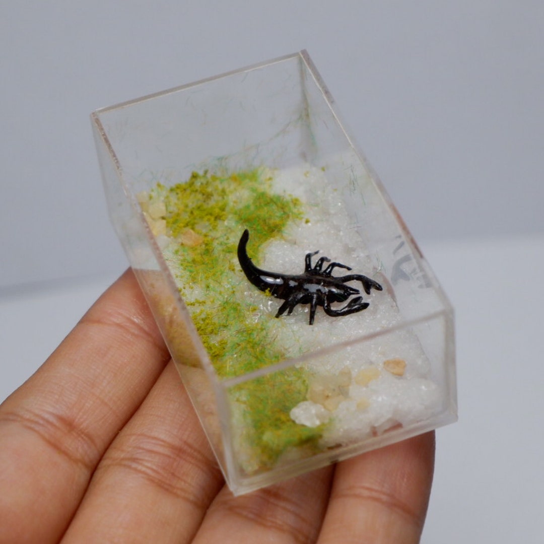 Miniature Clay Scorpion in the Terrarium - Etsy