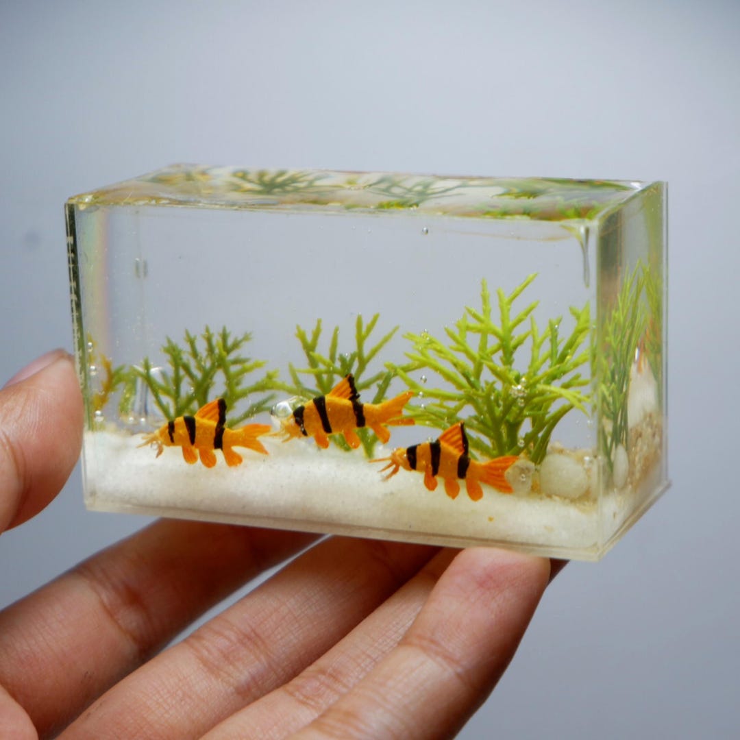 Miniature Clay Clown Loach Fish in the Tank - Etsy