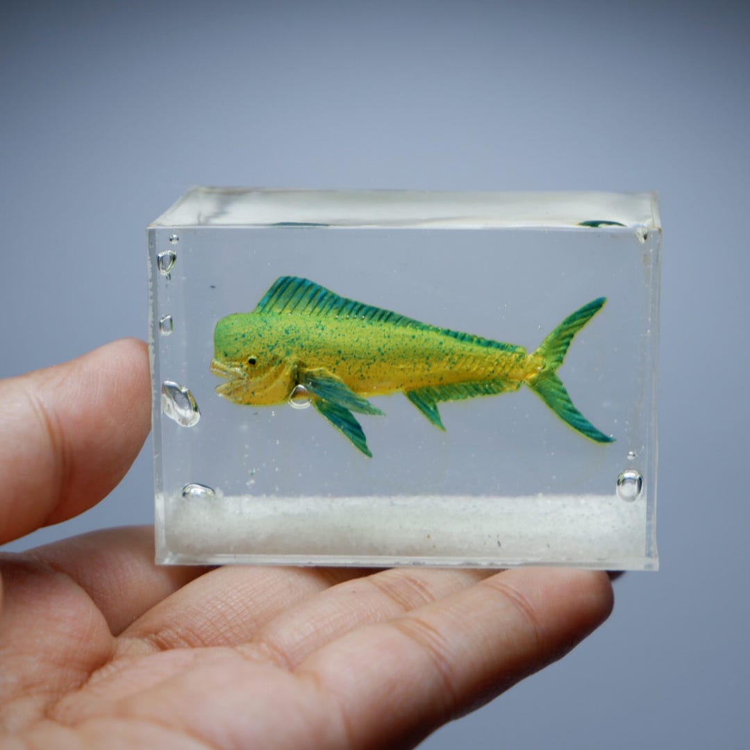 Miniature Mahi Mahi in the Tank - Etsy