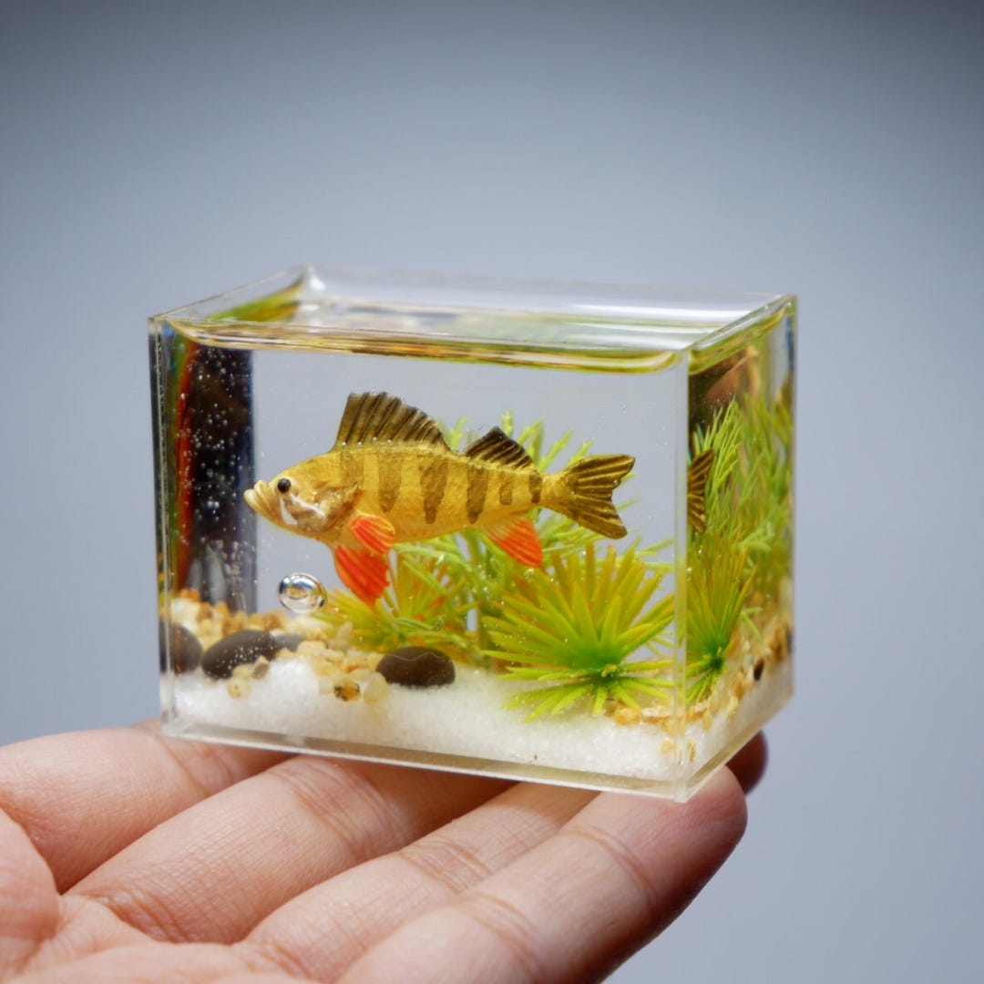 Miniature Clay Yellow Perch Fish in the Tank - Etsy
