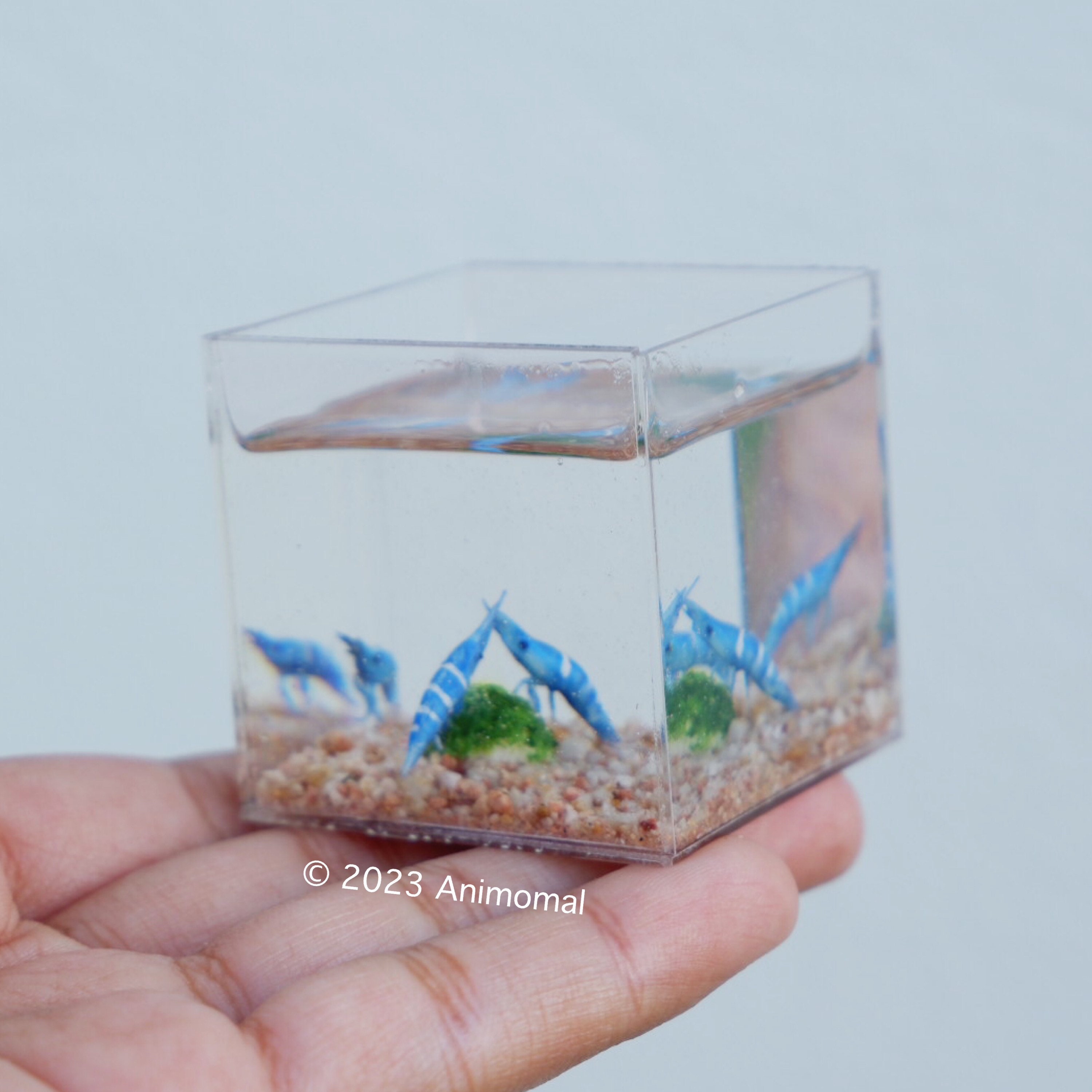 Miniature Clay Blue Bee Shrimp in the Tank - Etsy UK