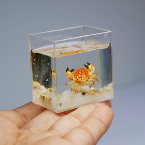 Miniature Clay Tasmanian Crab in the Tank - Etsy
