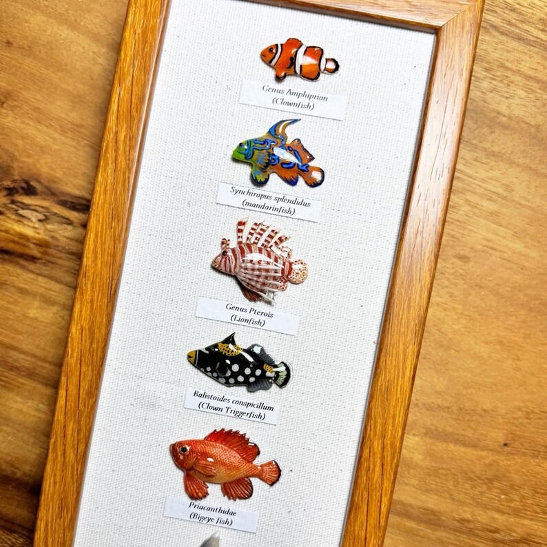 Relief Sculpture Seafish Chart on Frame , Triggerfish,sunfish,dorado ...