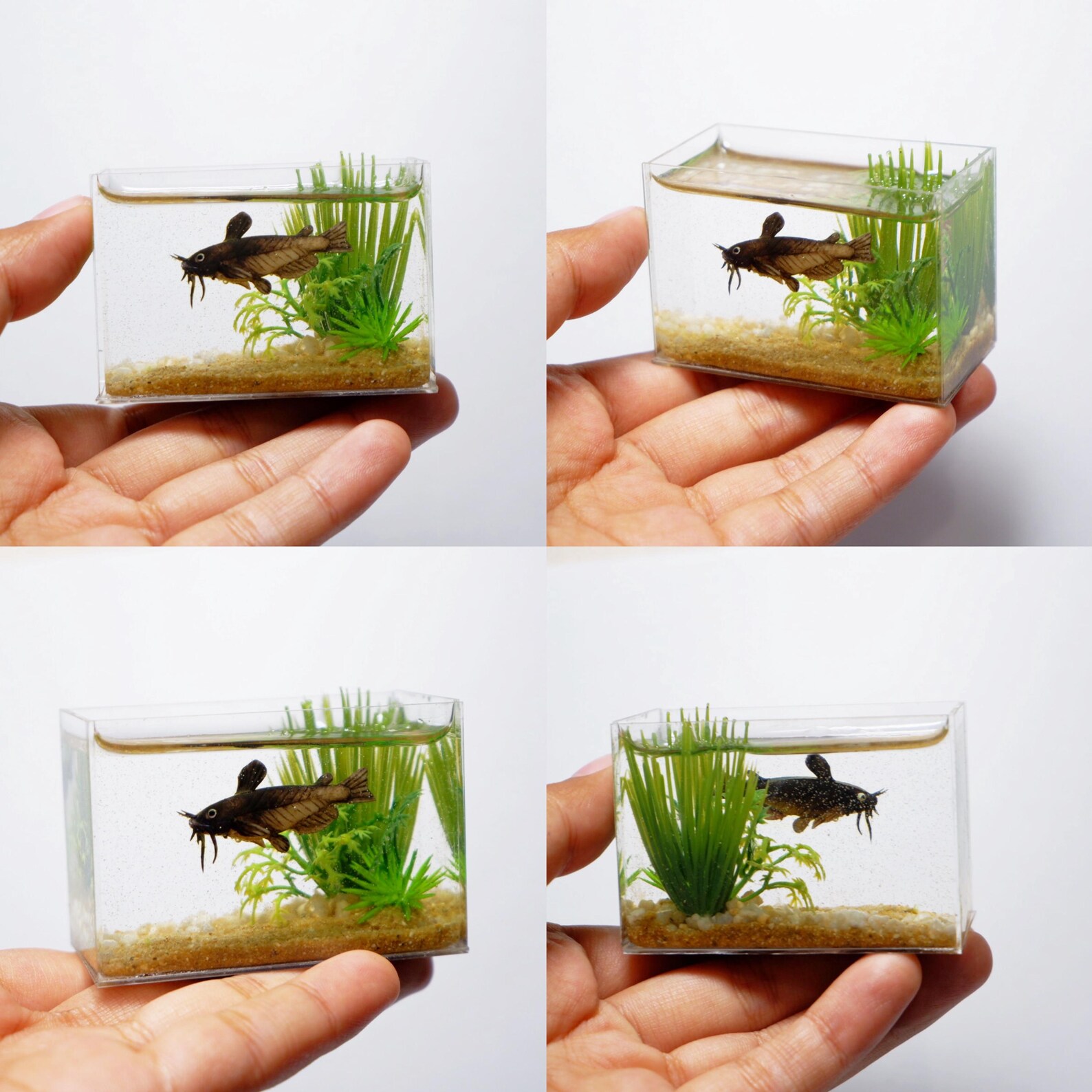 Miniature Replica Black Bullhead Catfish in the Tank - Etsy