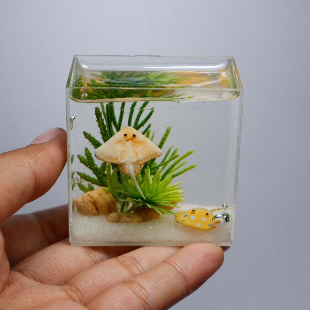 Miniature Stingrays in the Tank - Etsy