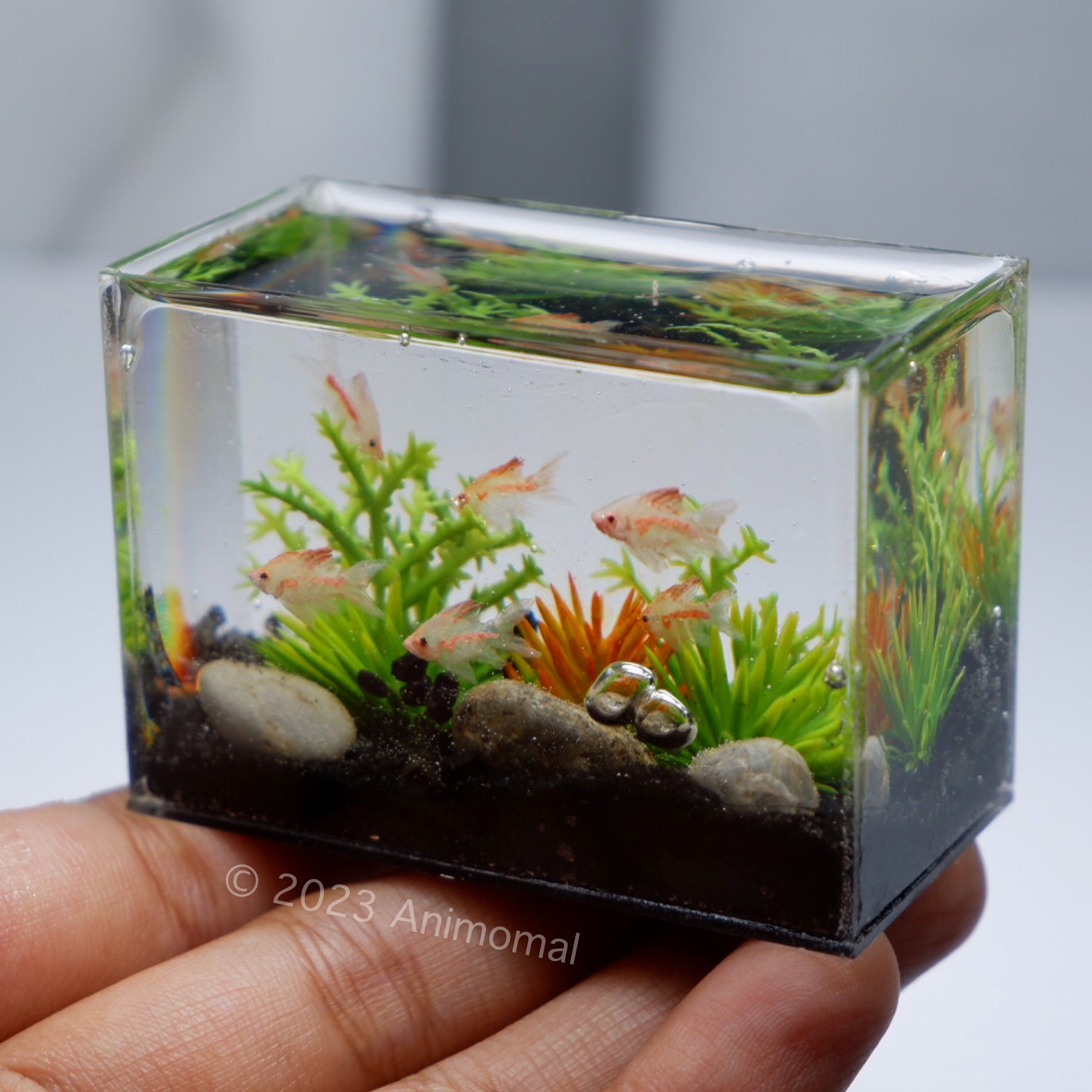 Smallest Fish Tank In The World