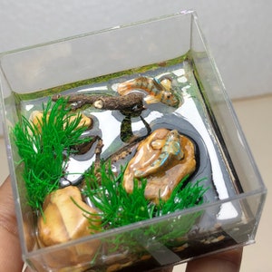 Miniature Clay Mudskipper Tank - Etsy