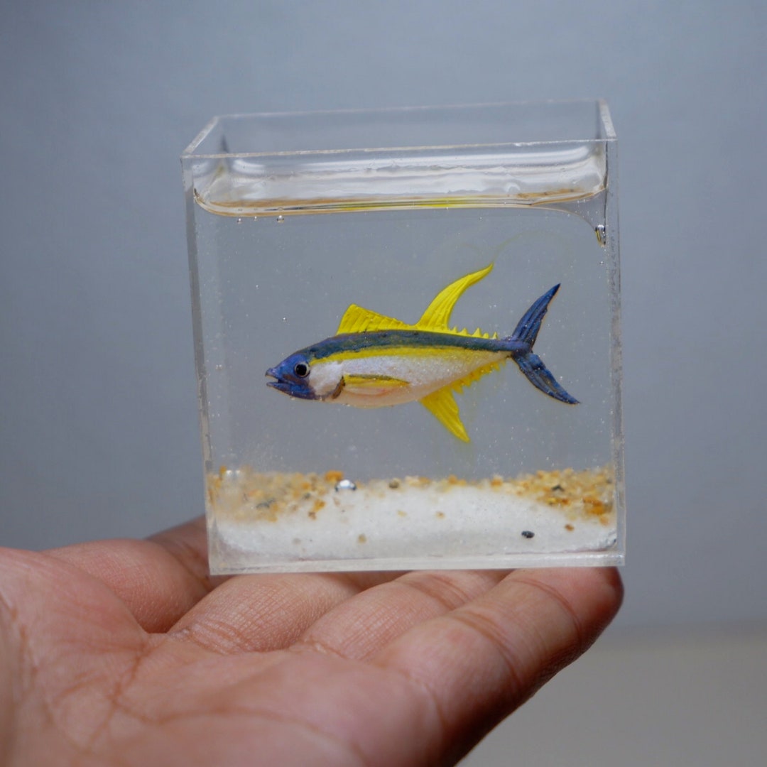 Miniature Yellow Fin Tuna Fish in the Tank - Etsy