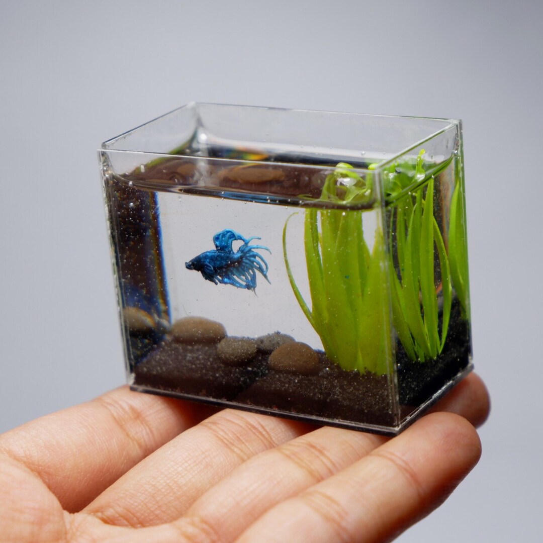 Miniature Blue Crowntail Betta in the Tank - Etsy