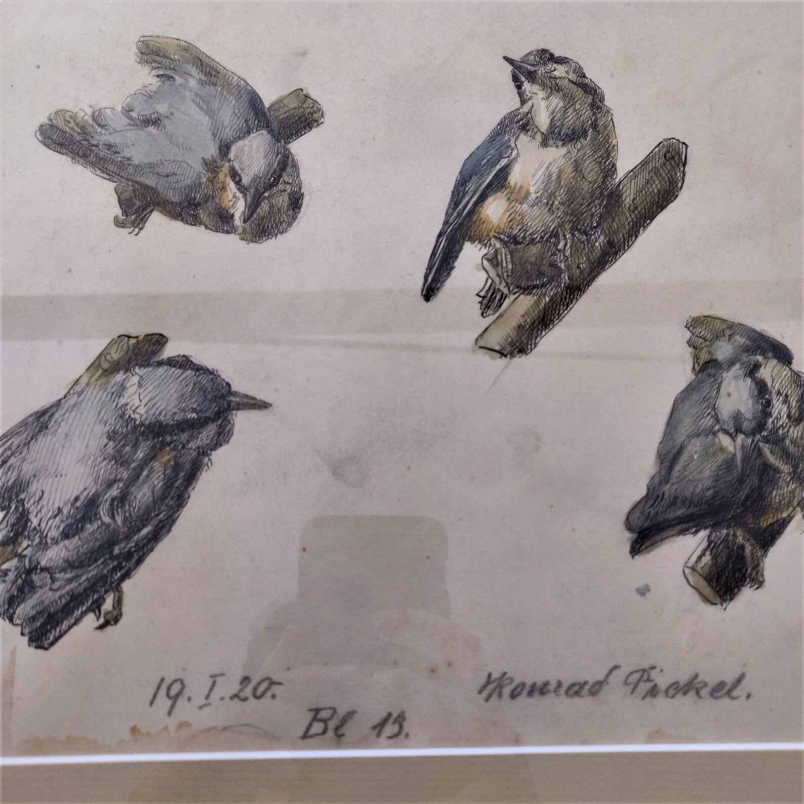 Bird Study Watercolor - Etsy