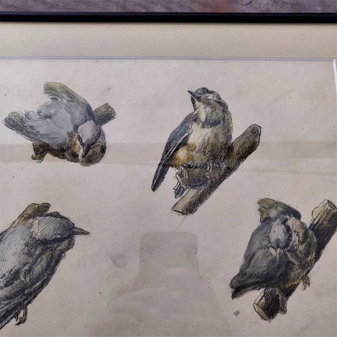 Bird Study Watercolor - Etsy