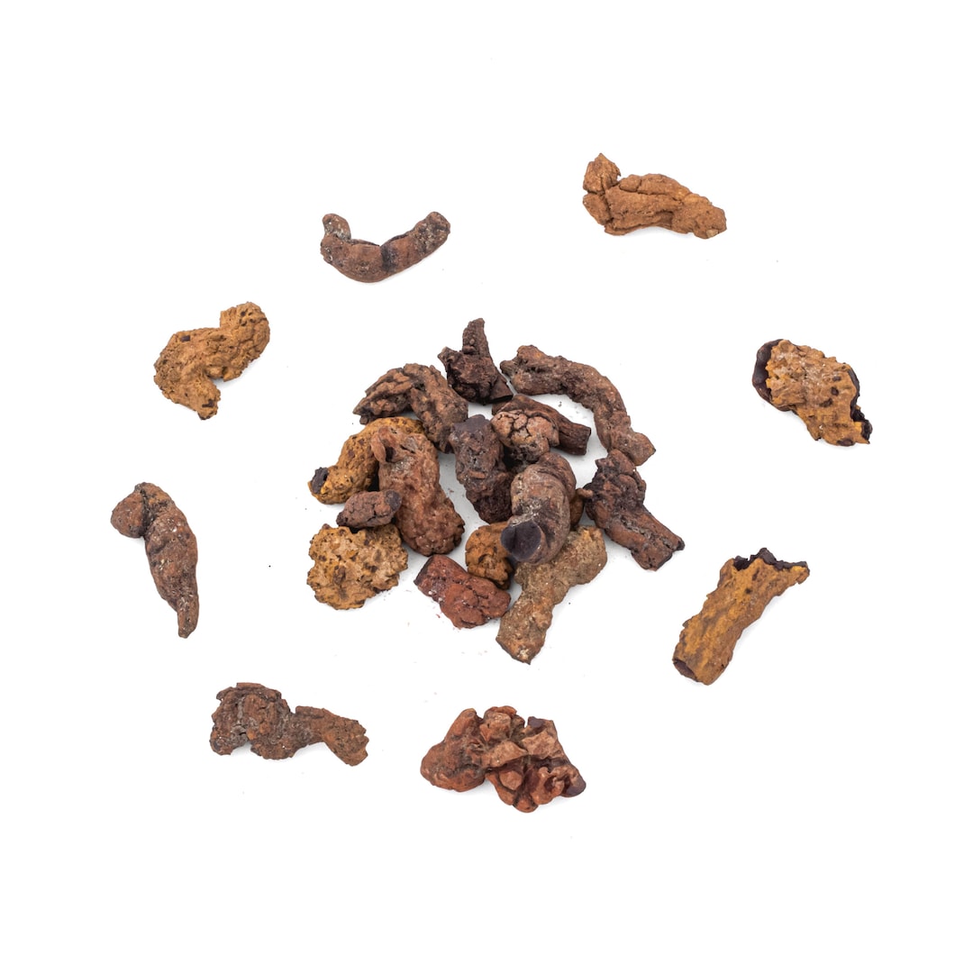 Fossilized Dinosaur Poop, Dino Poop, Stocking Stuffer for Kids ...