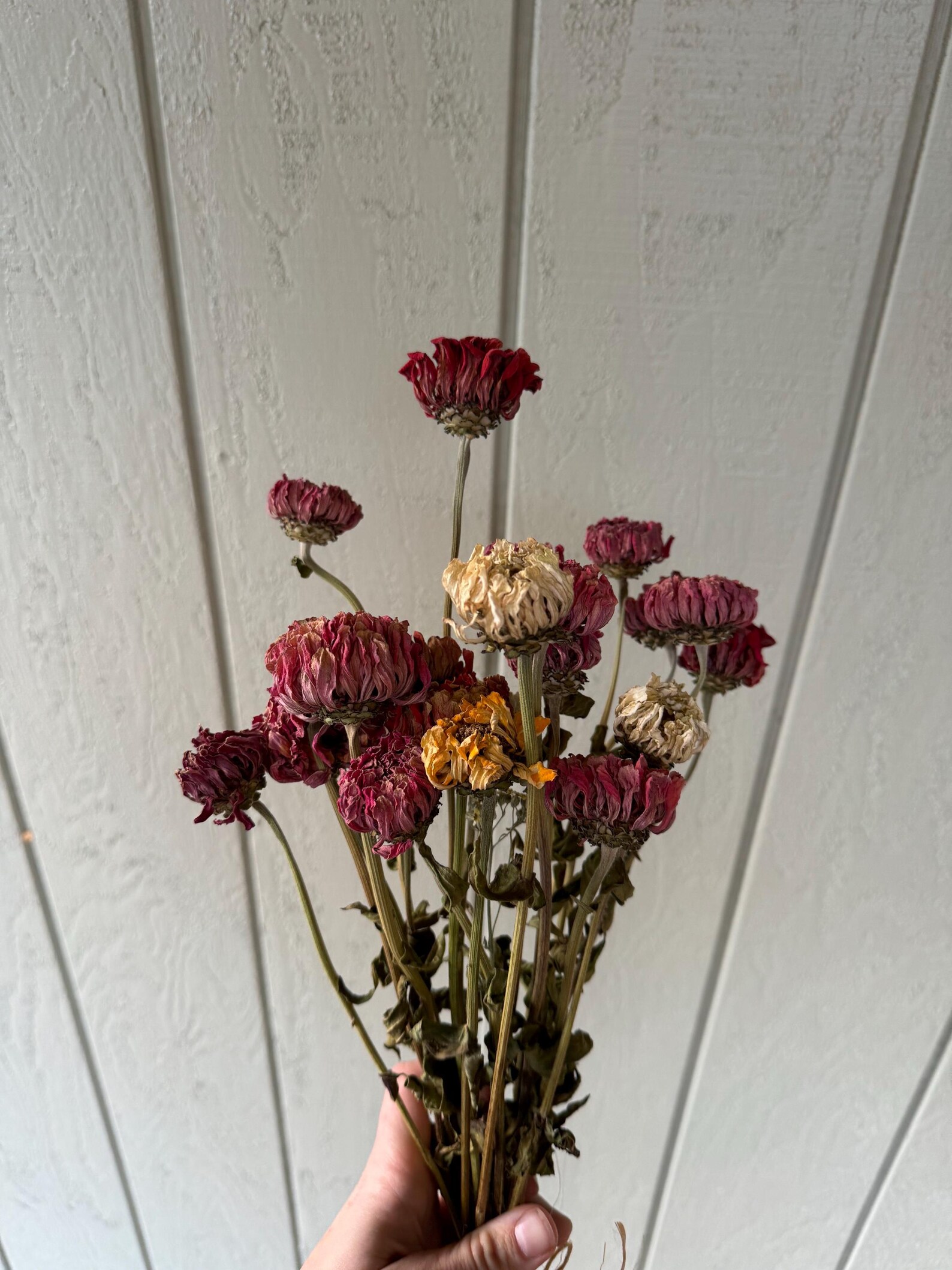 Bunch of Dried Zinnias | Air-dried Flowers - Etsy