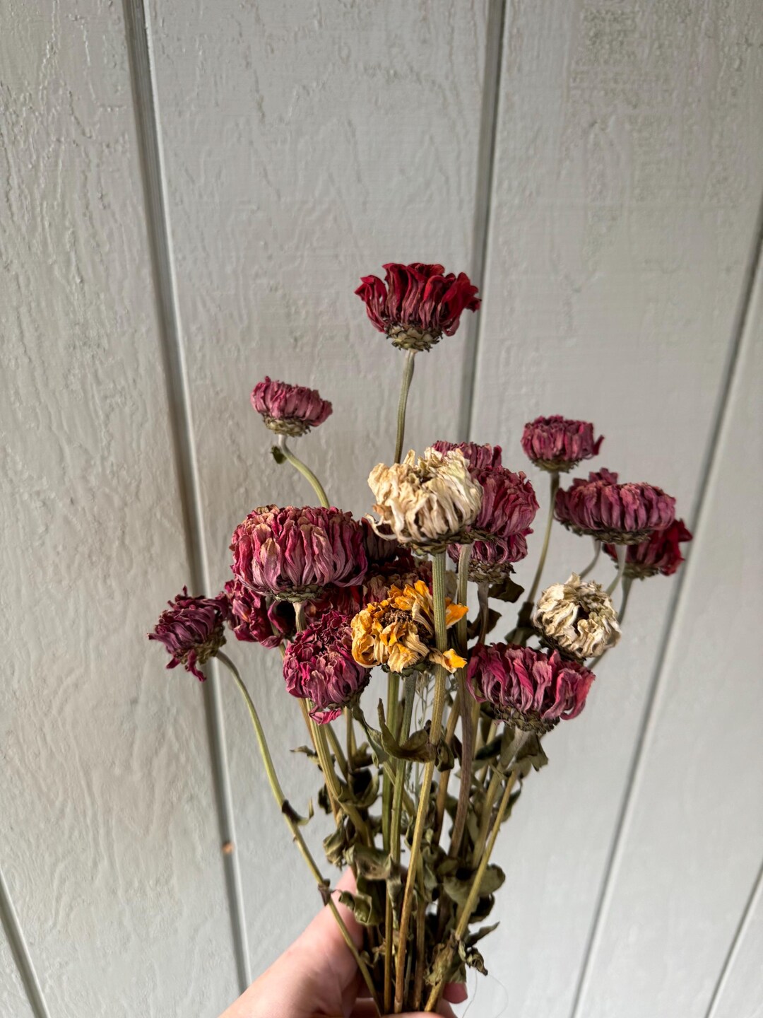Bunch of Dried Zinnias | Air-dried Flowers - Etsy