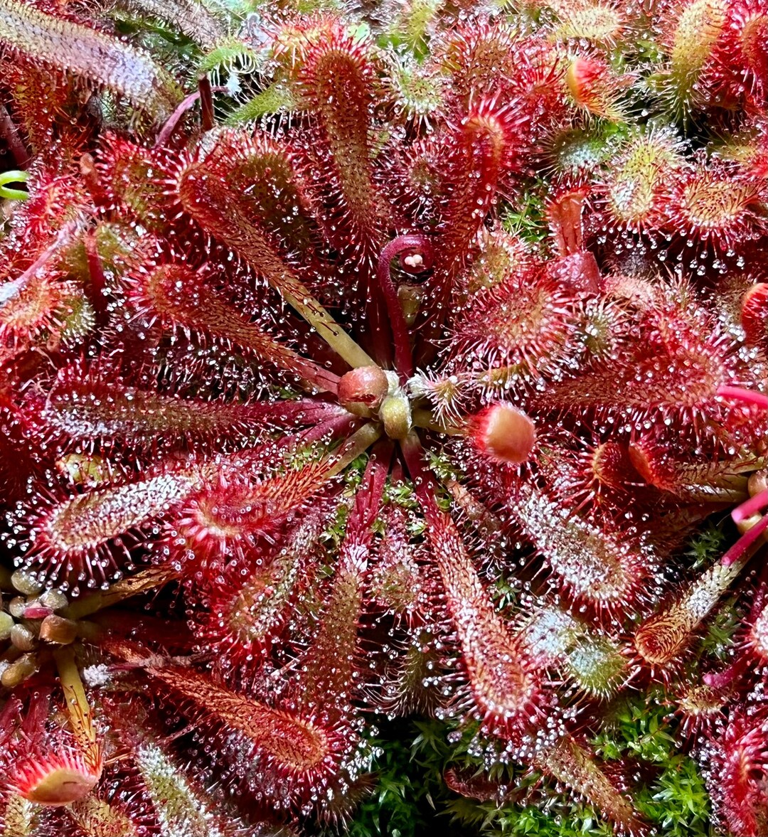 30 Sundew DROSERA Spatulata Spoon leaved Sundew Seeds FRESH Harvest May ...