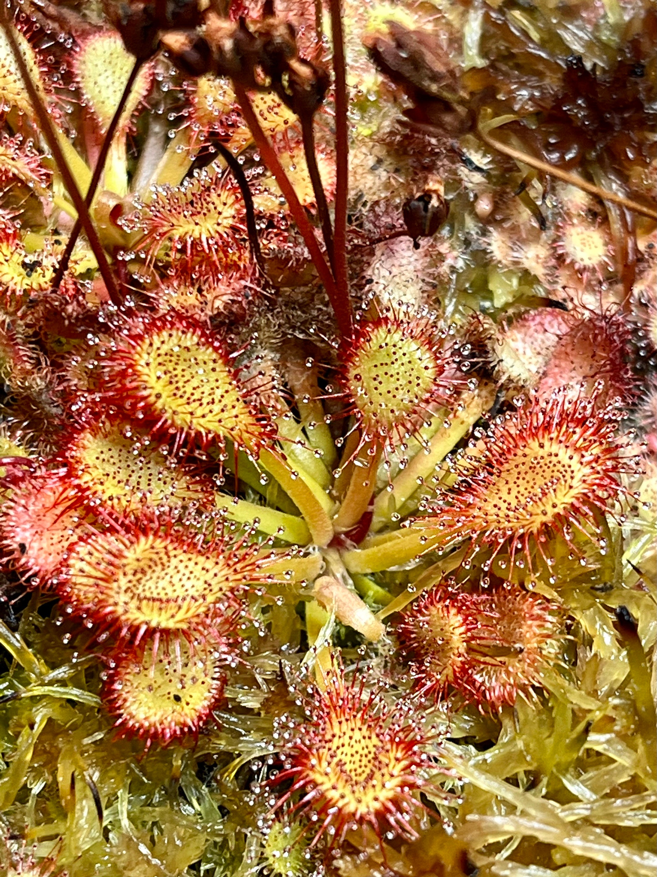 30 Sundew DROSERA Collinsiae Collin's Sundew Seeds Mix - Etsy Nederland