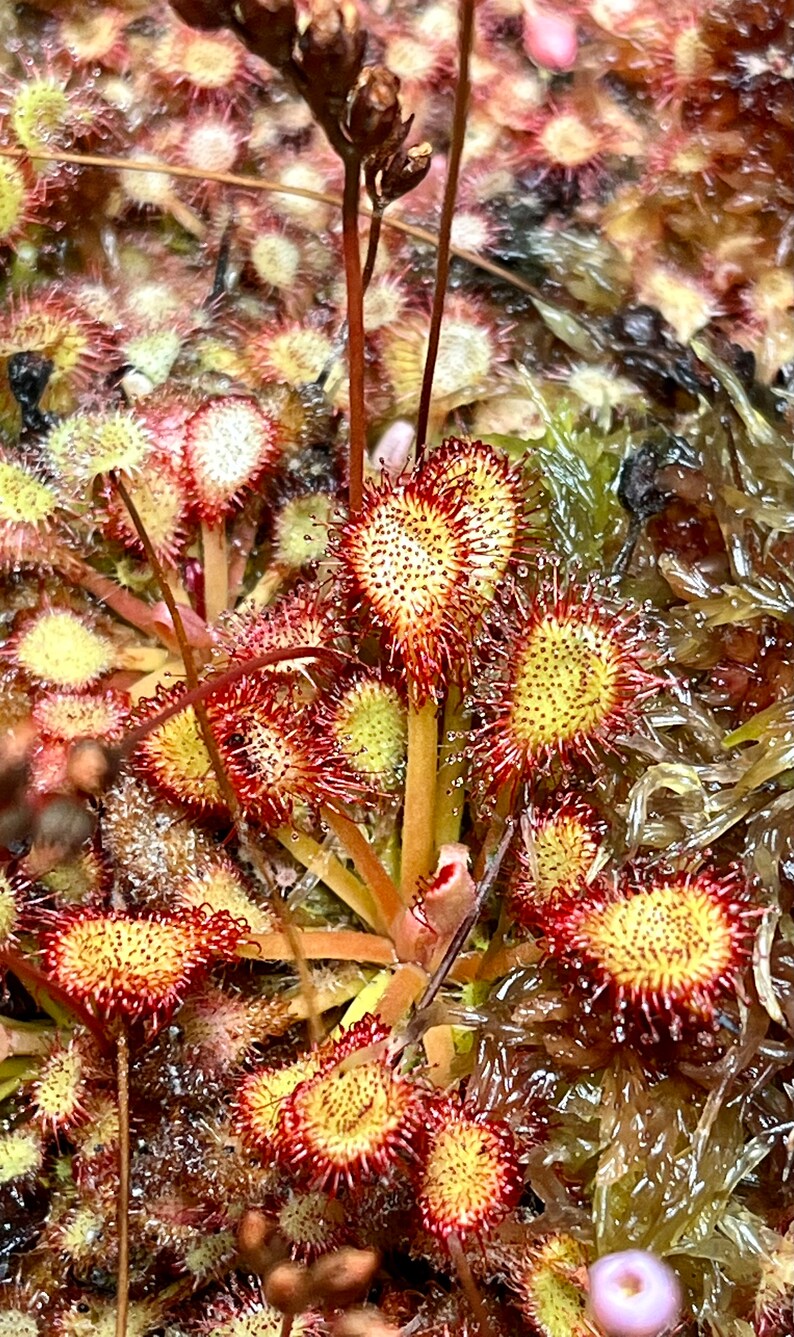 30 Sundew DROSERA Collinsiae Collin's Sundew Seeds Mix - Etsy Nederland