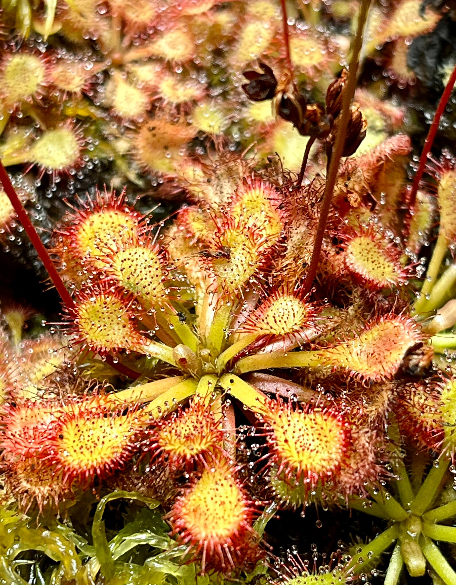 30 Sundew DROSERA Collinsiae Collin's Sundew Seeds Mix - Etsy Nederland