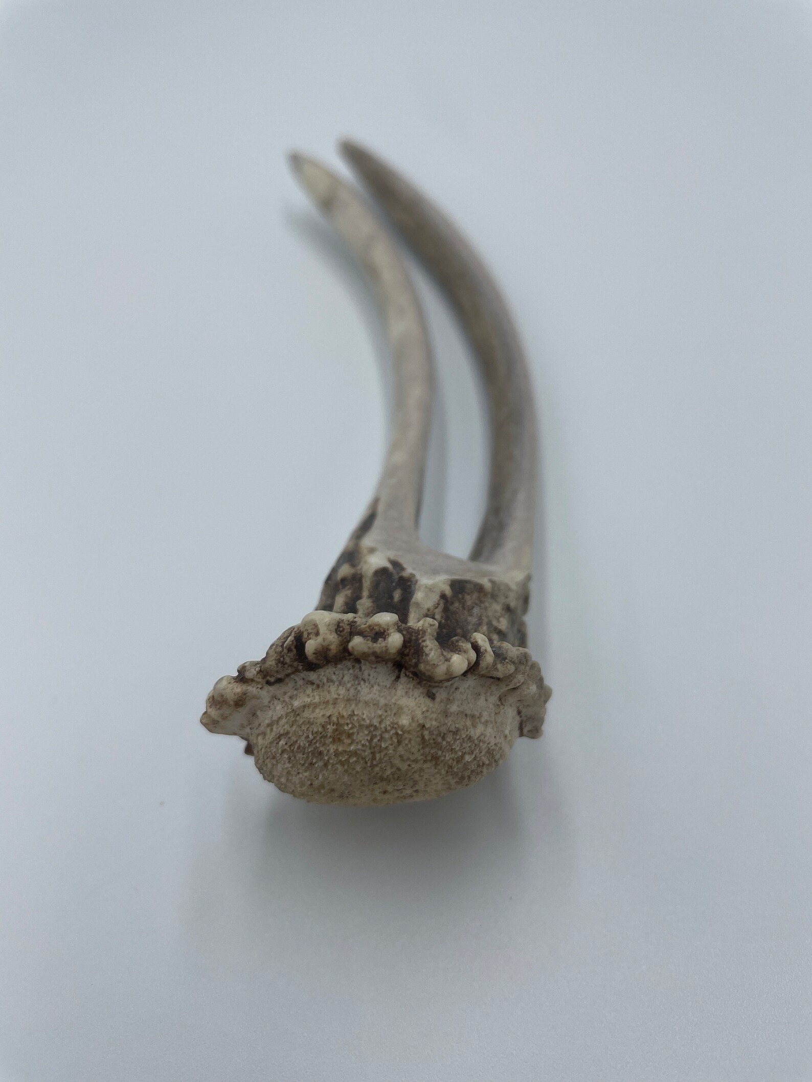 Natural Antler Hair Fork Burr Ends - Etsy