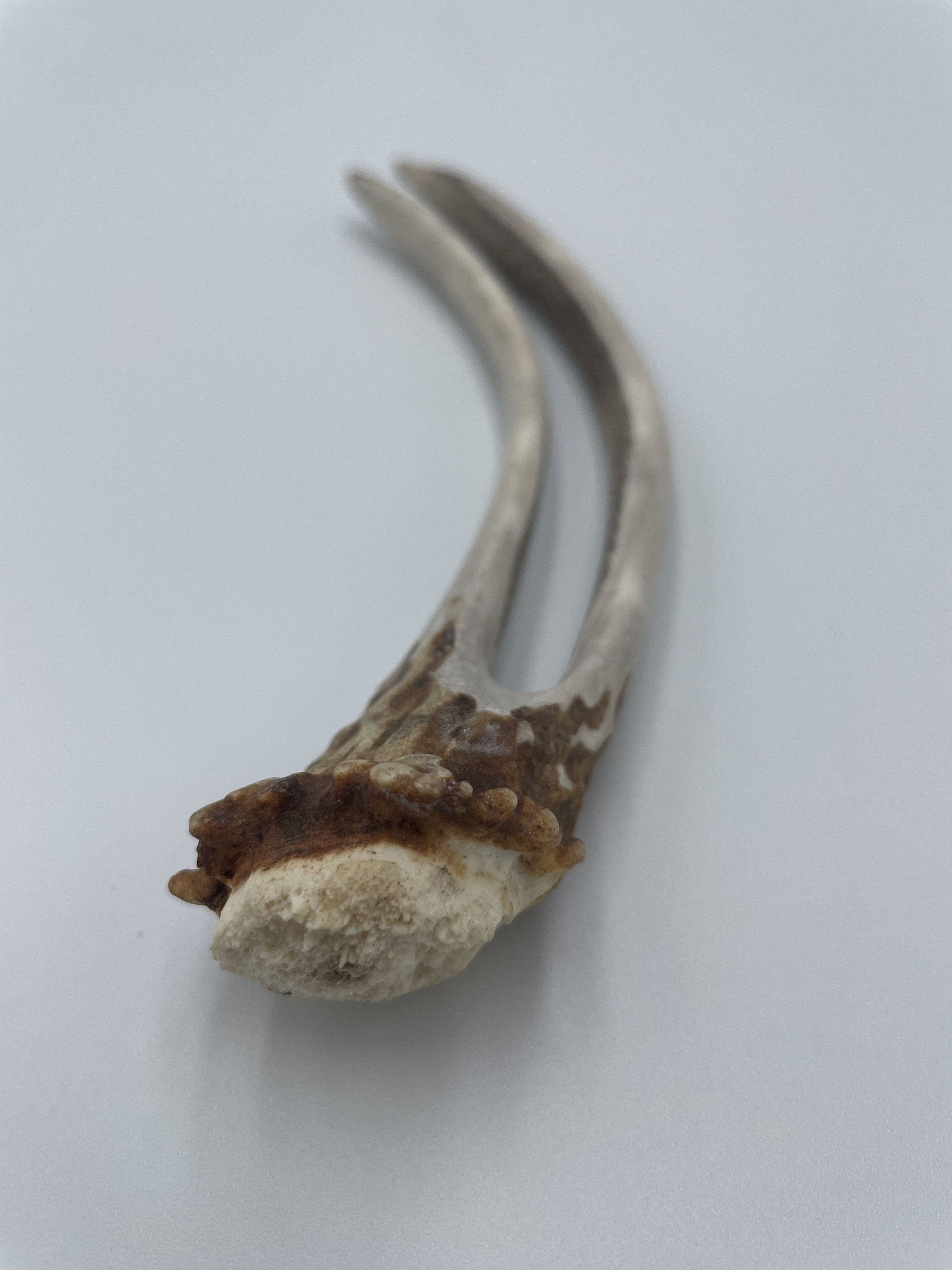 Natural Antler Hair Fork Burr Ends - Etsy