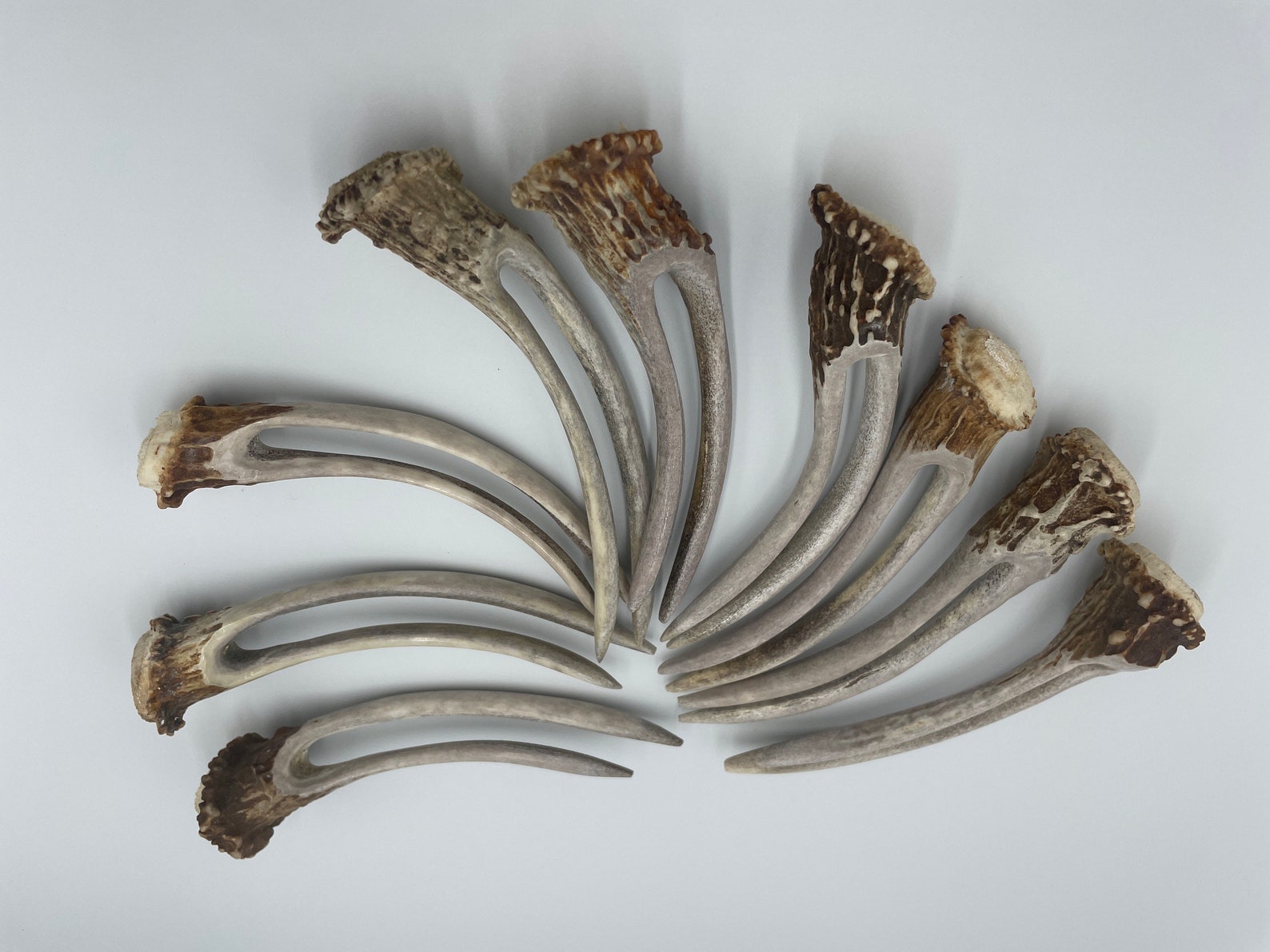 Natural Antler Hair Fork Burr Ends - Etsy