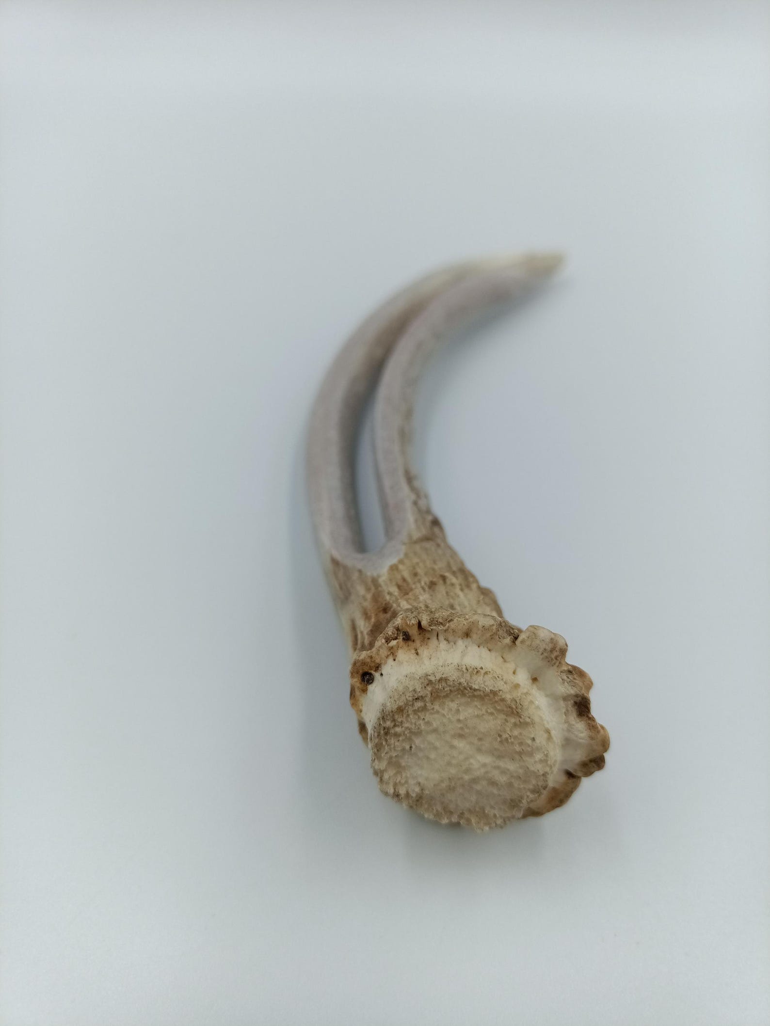 Natural Antler Hair Fork Burr Ends - Etsy