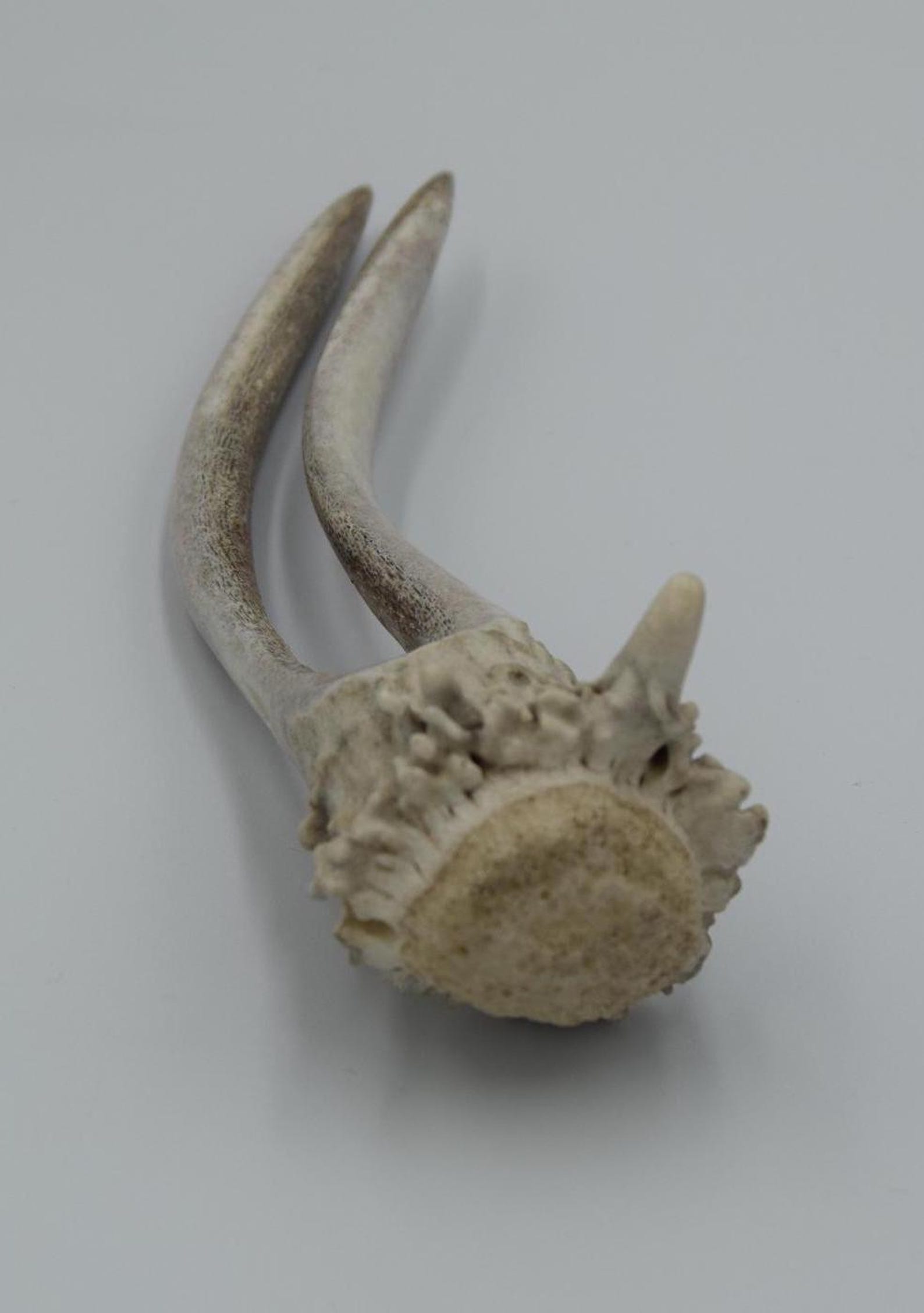 Natural Antler Hair Fork Burr Ends - Etsy