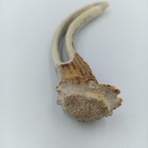 Natural Antler Hair Fork Burr Ends - Etsy
