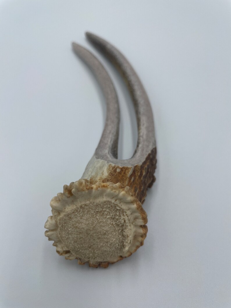 Natural Antler Hair Fork Burr Ends - Etsy
