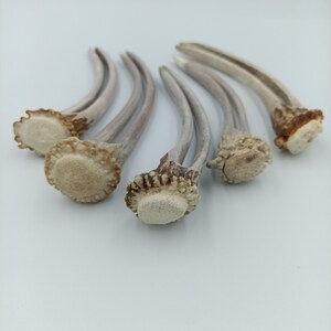 Natural Antler Hair Fork Burr Ends - Etsy