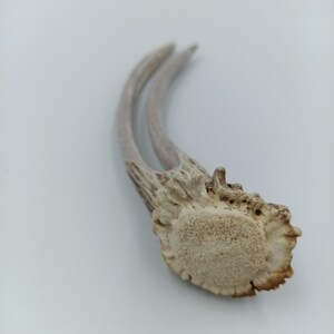 Natural Antler Hair Fork Burr Ends - Etsy