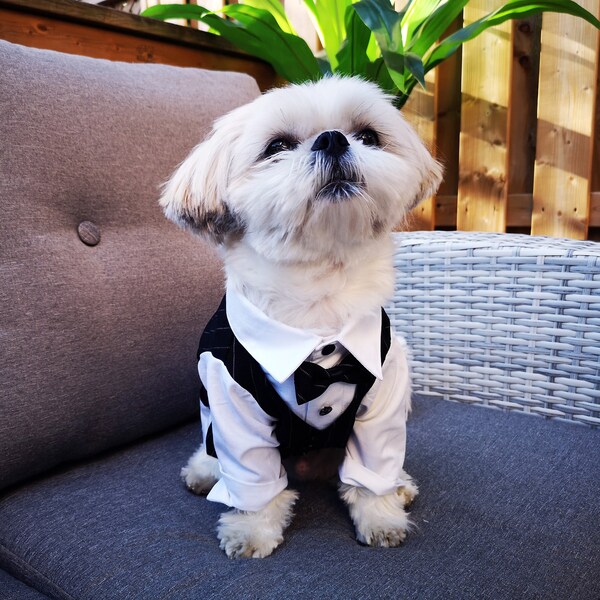 Dog Suit - Etsy