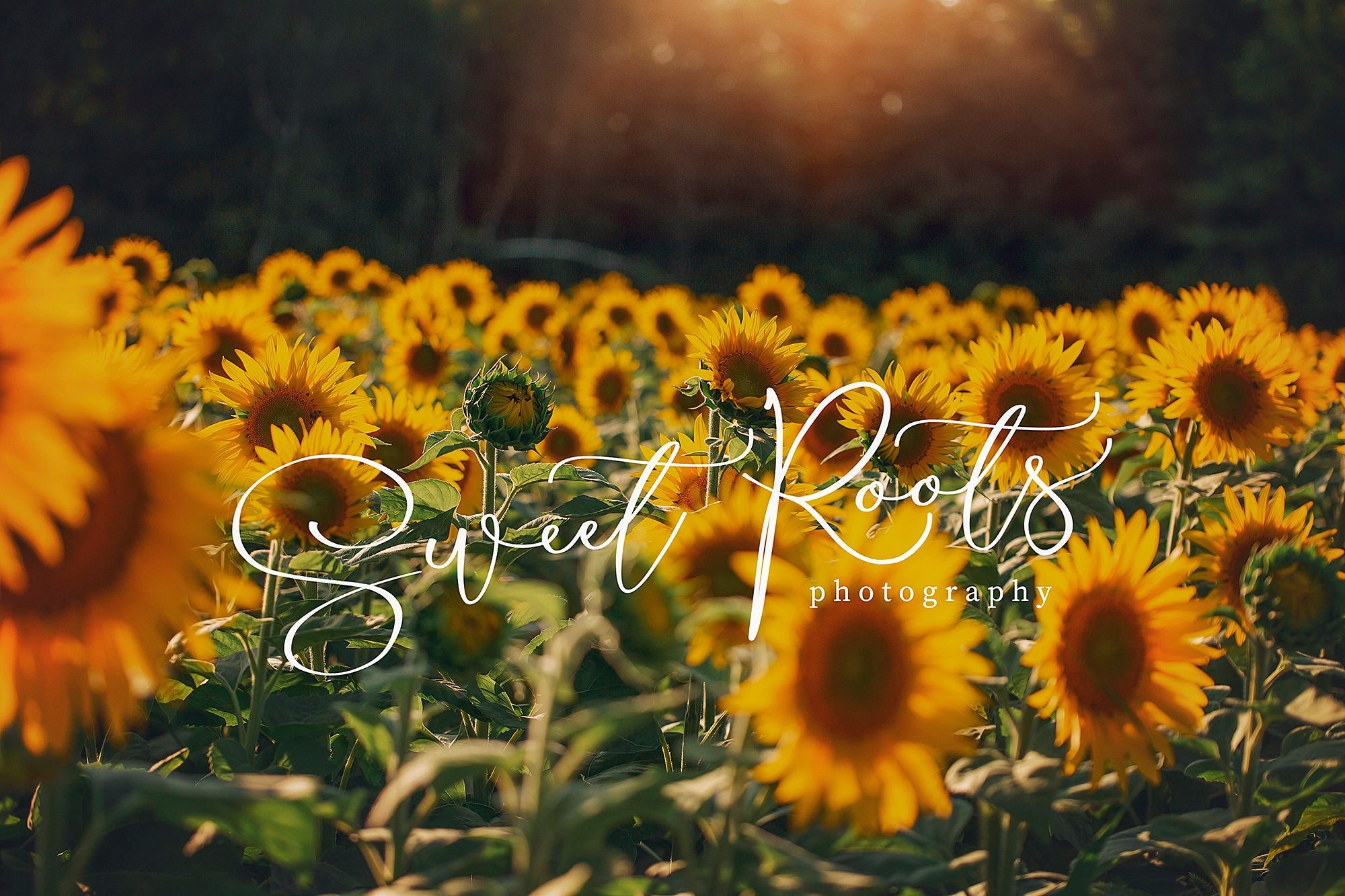 Sunflower Overlay - Golden Hour Edited Background - Etsy