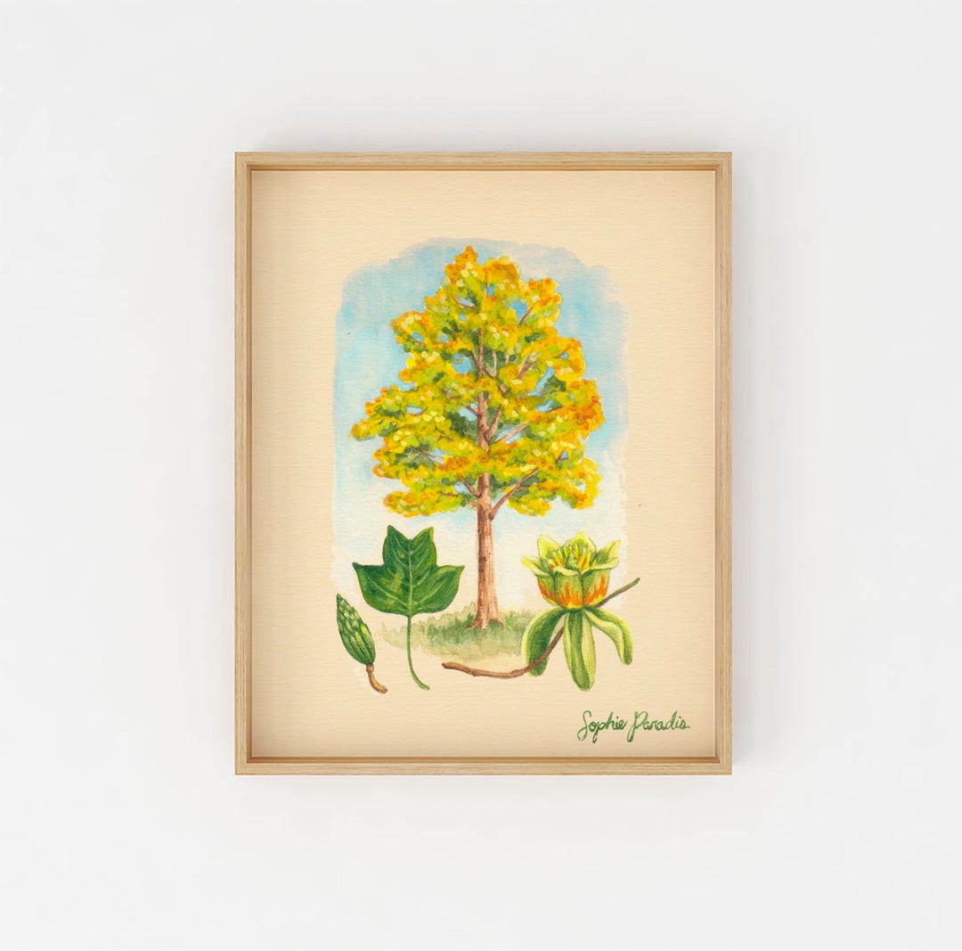 Tulip Poplar Tree Illustration |botanical Print | Wall Art Print ...