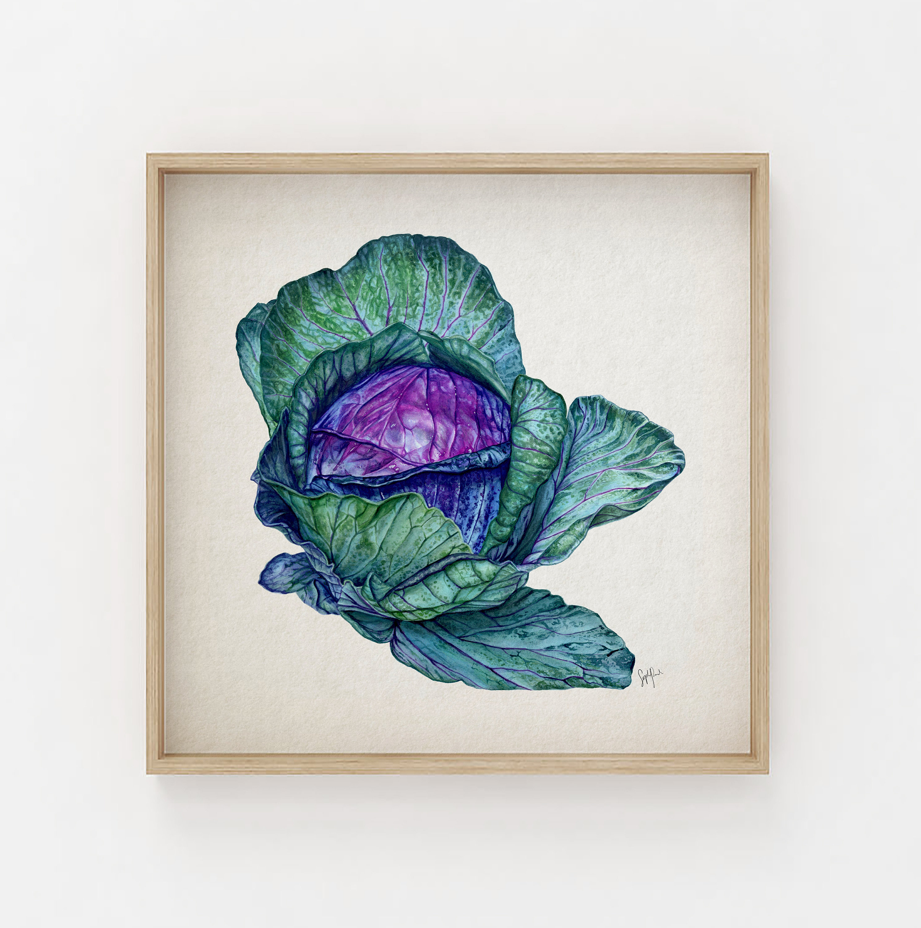 Red Cabbage Illustration