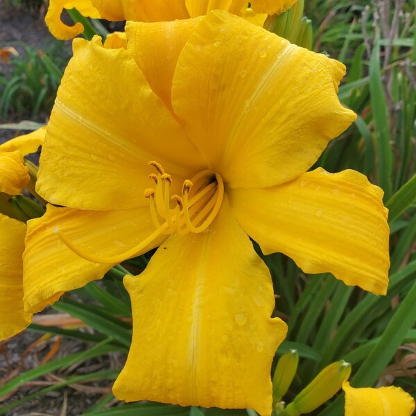 Daylily - Etsy
