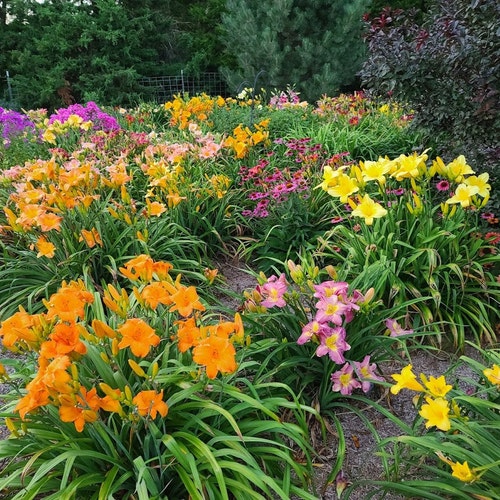 DaylilyGardens - Etsy
