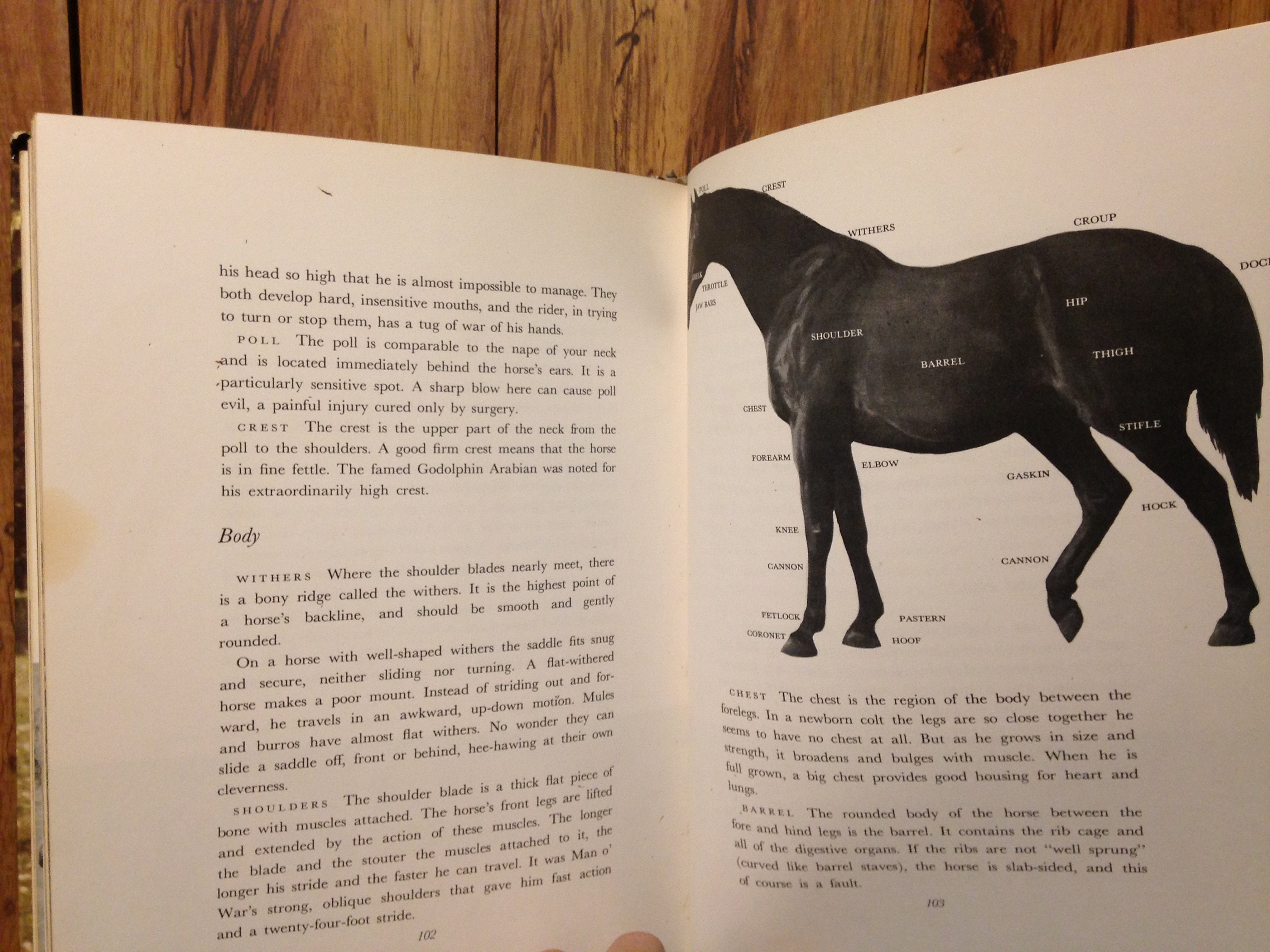 All About Horses A Deluxe Version of a Favorite Book of Horses Lavishly ...
