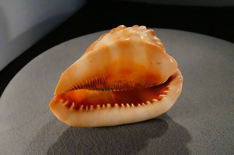 Antique Vintage Italian Hand Carved Cameo Conch Seashell - Etsy