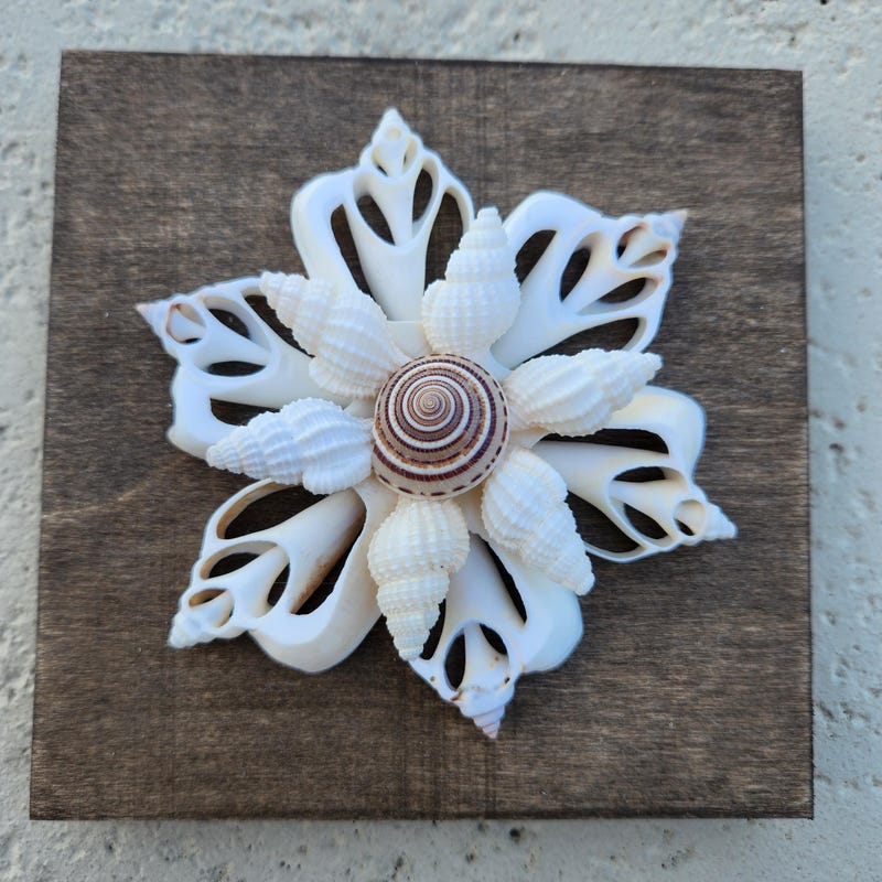 Seashell Decor - Etsy