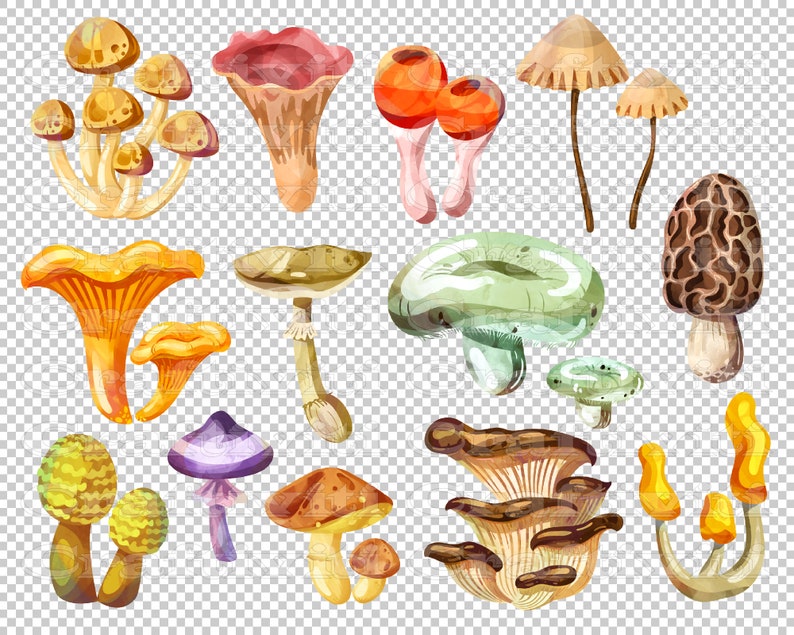 Watercolor Mushrooms Clipart Fungus Clipart Nature Clipart Plants Clip ...
