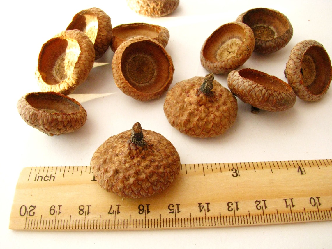 Jumbo Acorn Cups Over 1 Inch, Specially Selected Giant Red Oak Acorn ...
