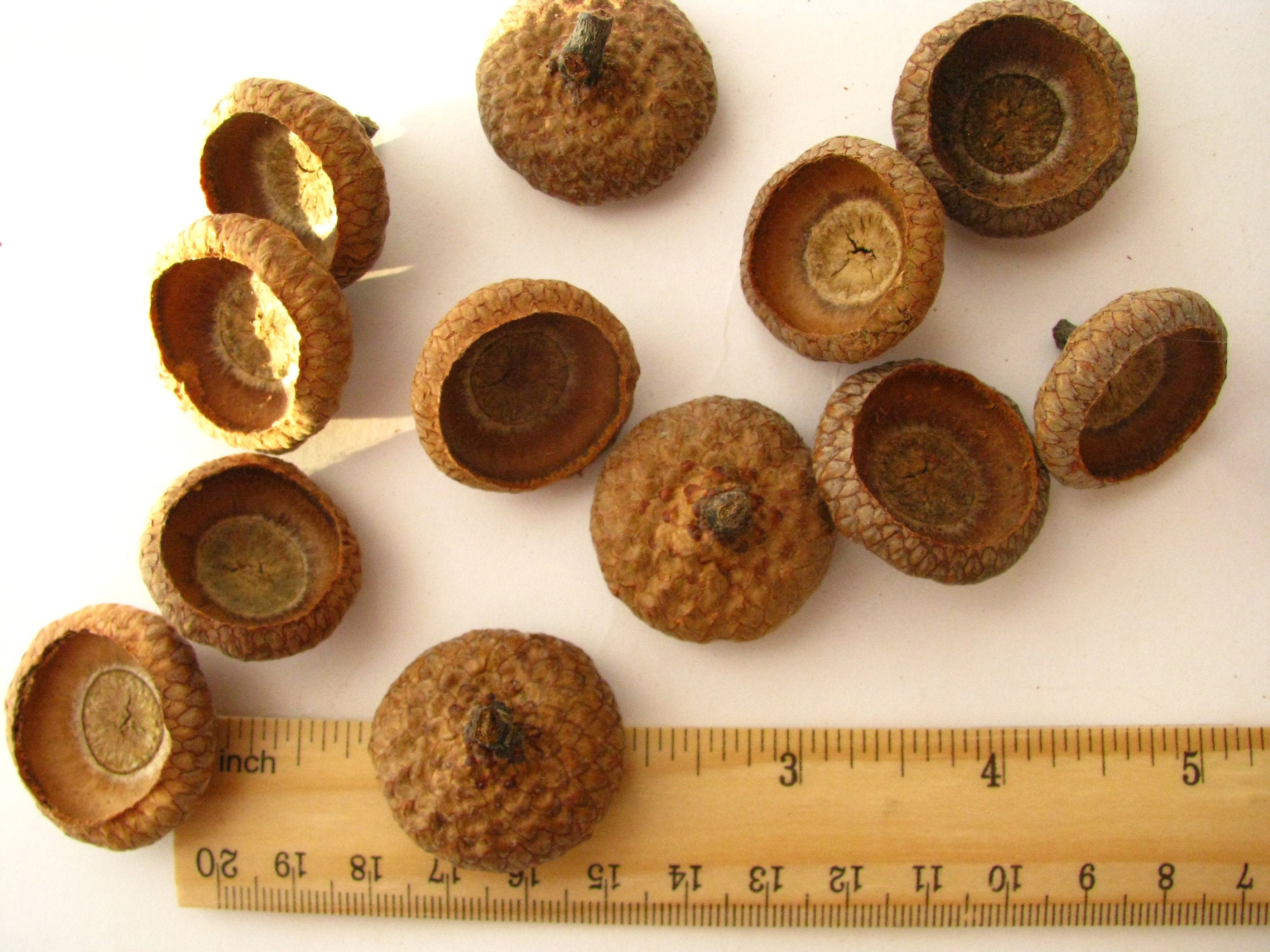 Jumbo Acorn Cups Over 1 Inch, Specially Selected Giant Red Oak Acorn ...