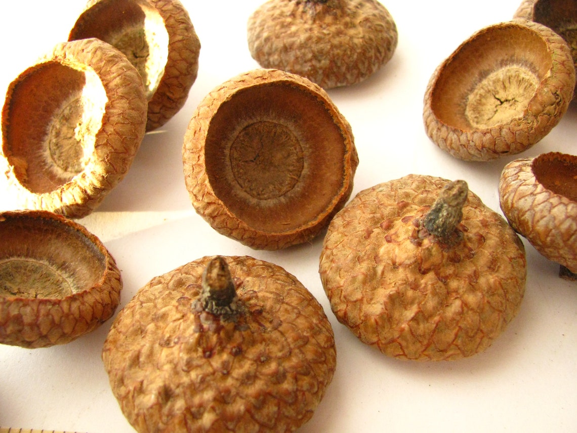 Jumbo acorn cups 1 inch and over giant canadian oak acorn | Etsy