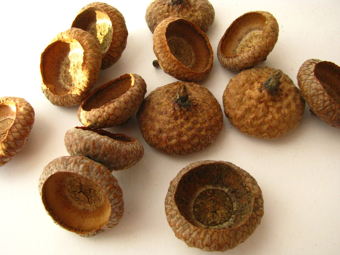 Jumbo Acorn Cups Over 1 Inch, Specially Selected Giant Red Oak Acorn ...
