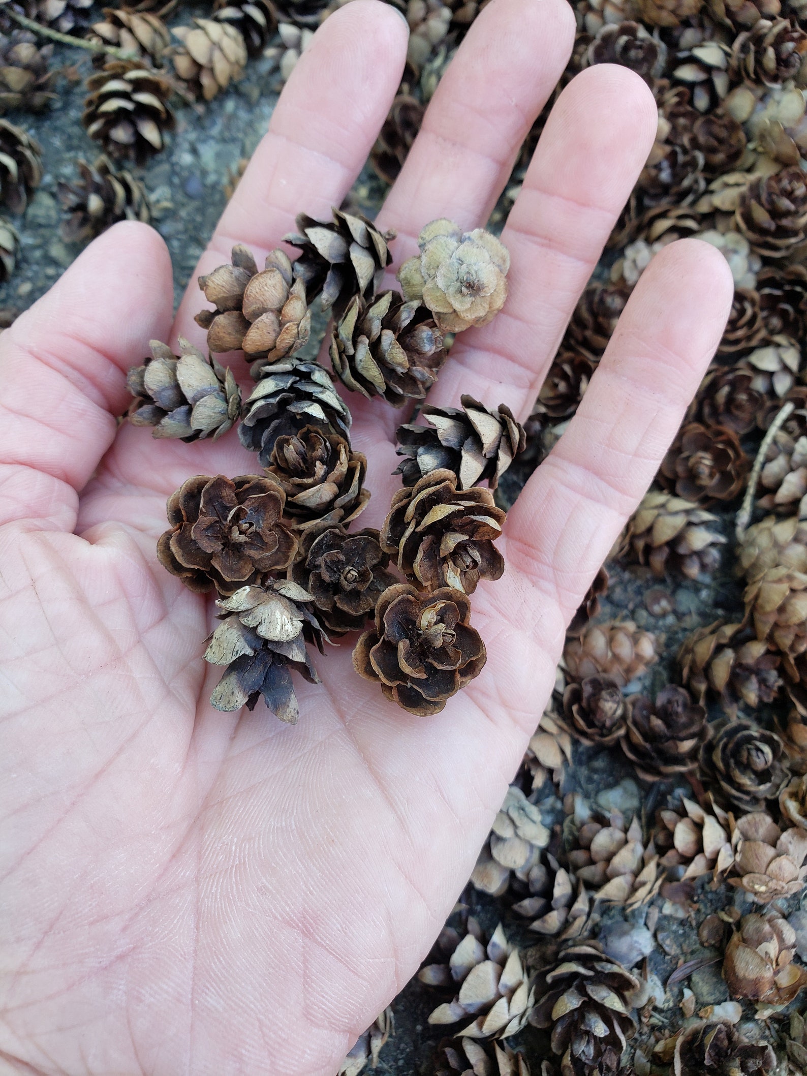 50 Tiny Pine Cones for Crafts and Decor restocked - Etsy
