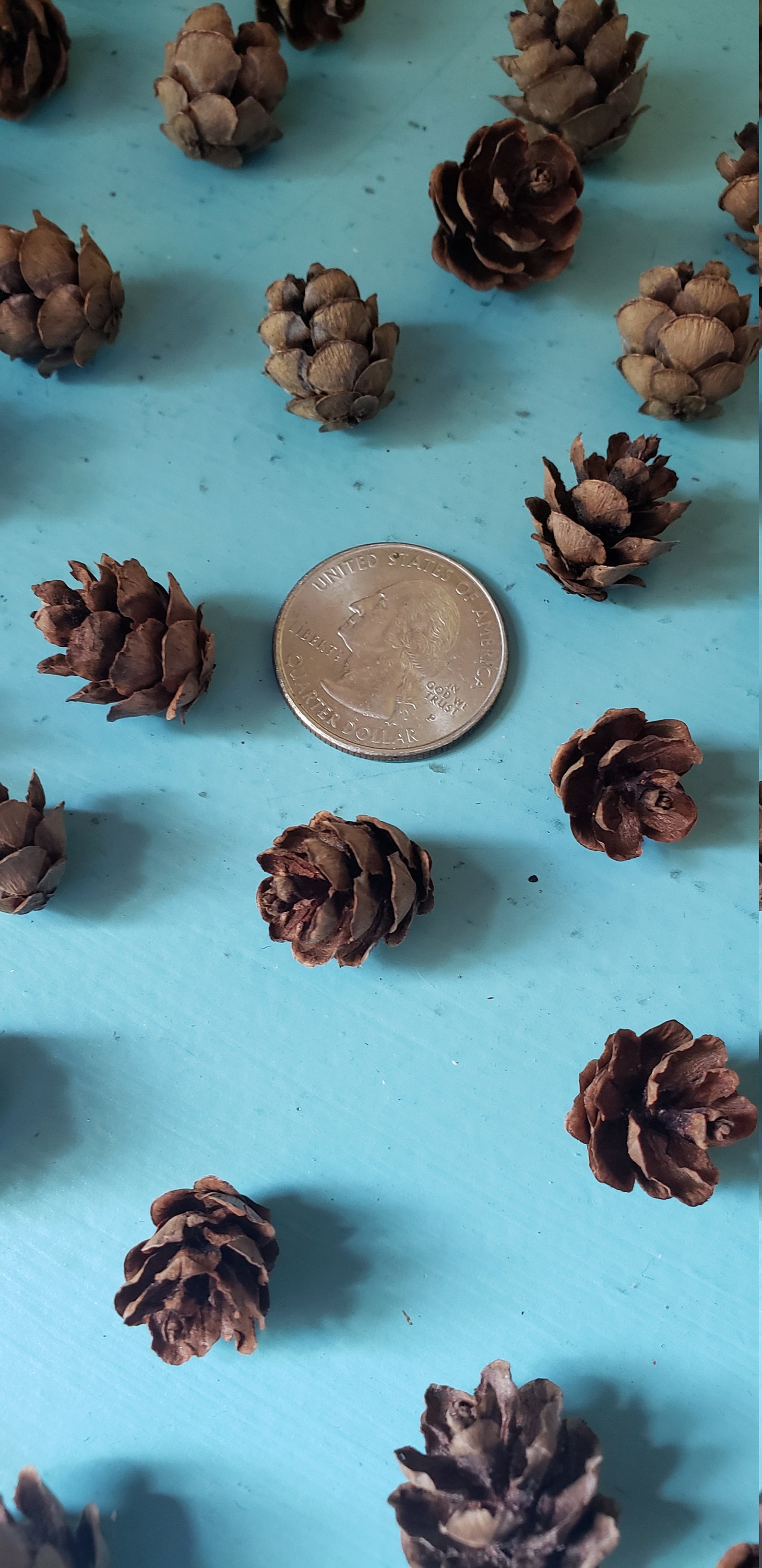 50 Tiny Pine Cones for Crafts and Decor restocked - Etsy