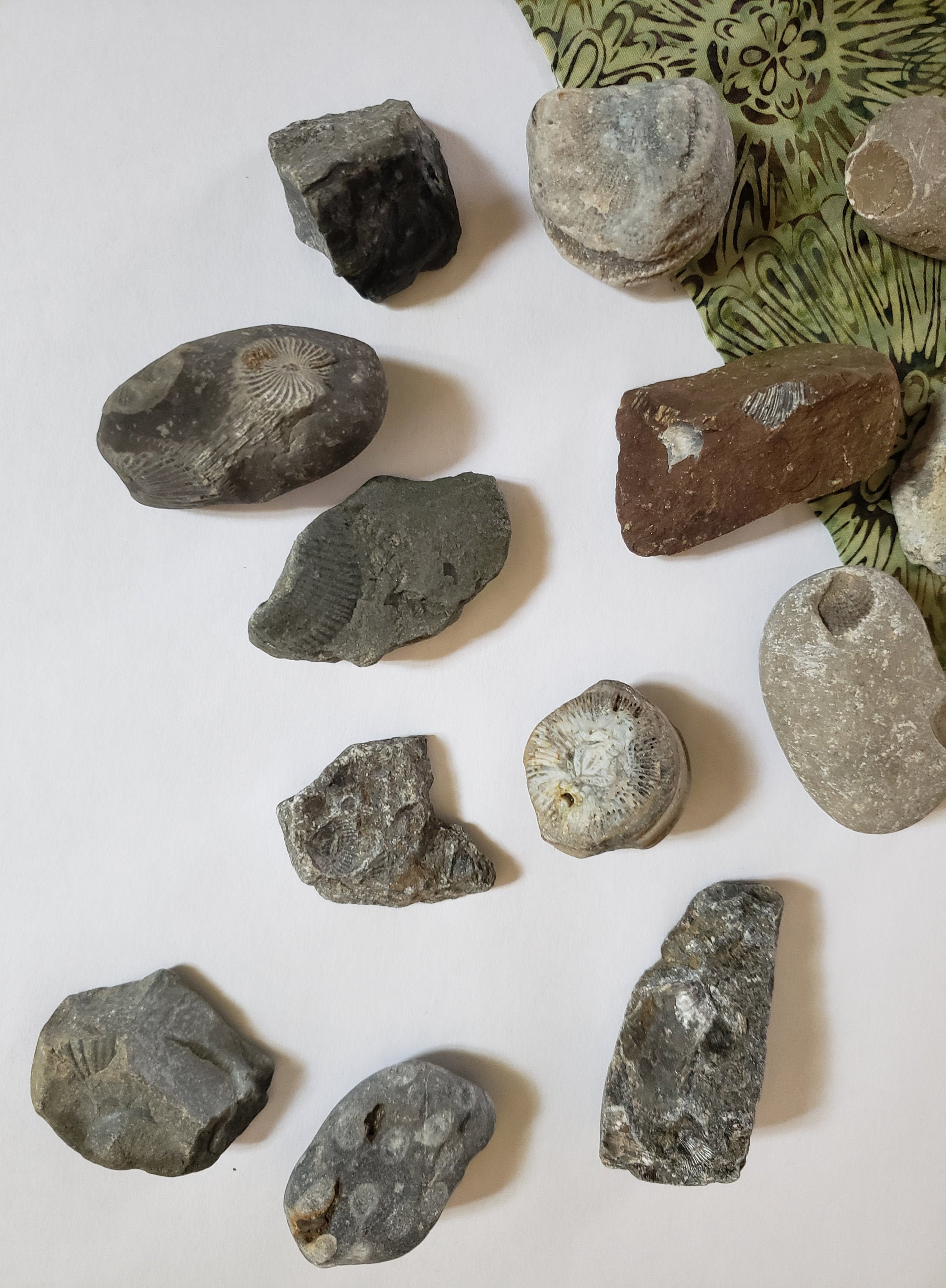 Shell Fossil In Rock